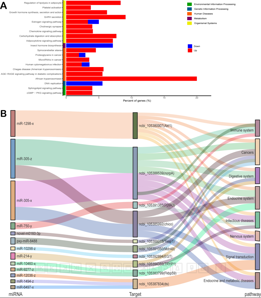 我院谢梅琼课题组揭示小菜蛾免疫真菌感染的miRNA - mRNA调控新网络